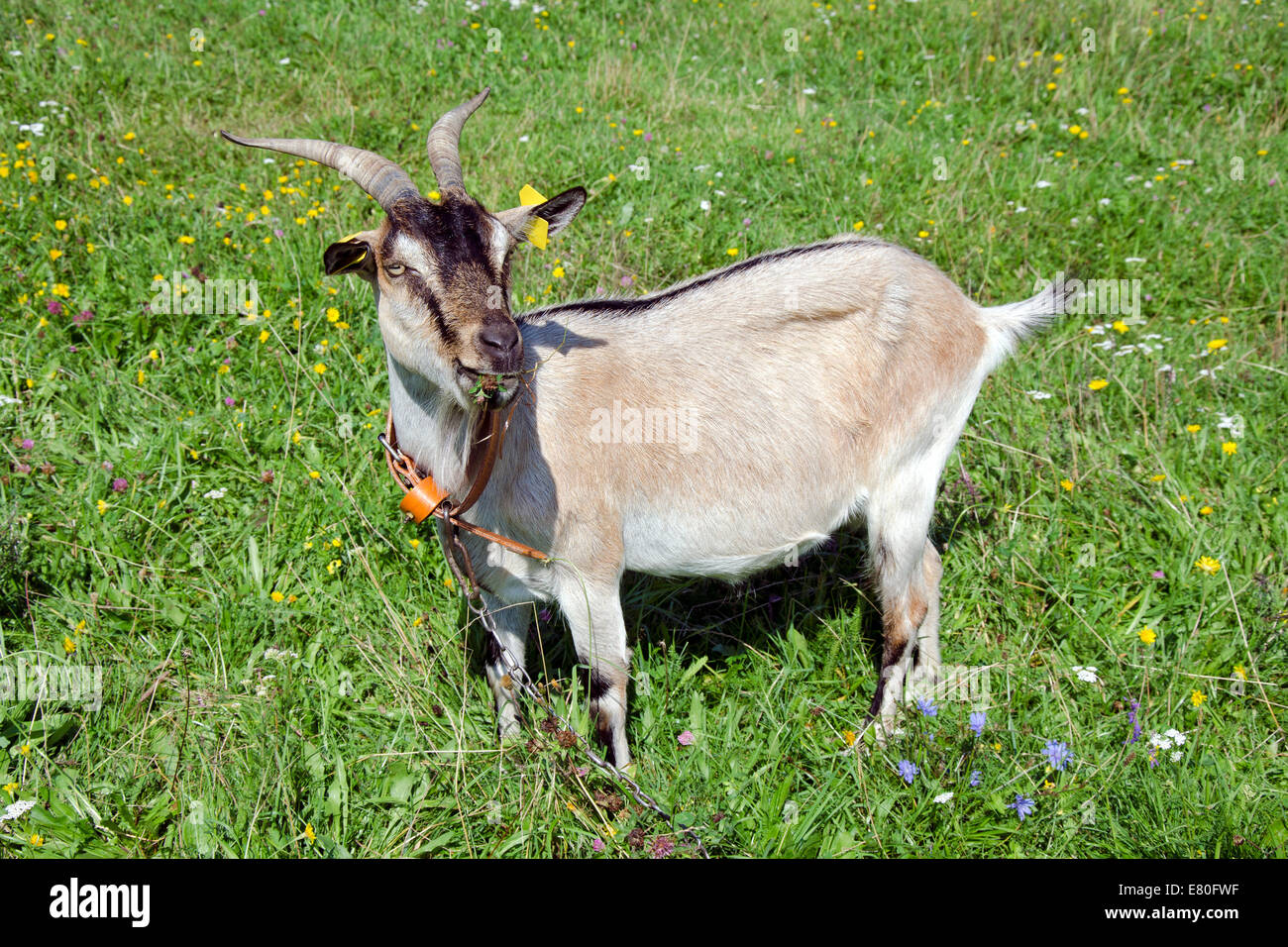 Gras ecken -Fotos und -Bildmaterial in hoher Auflösung – Alamy
