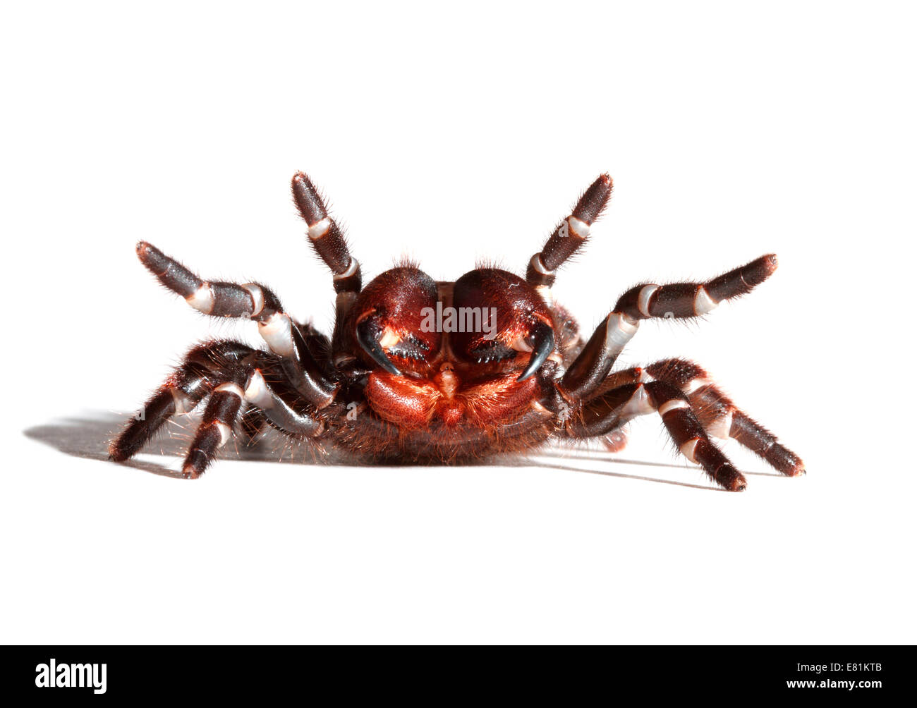 Sydney Funnel-Web Spider (Atrax Robustus Stockfotografie - Alamy