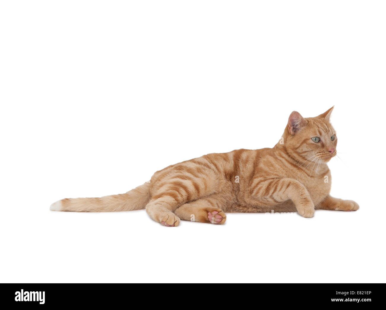 Katze liegend Ausgeschnittene Stockfotos und -bilder - Alamy