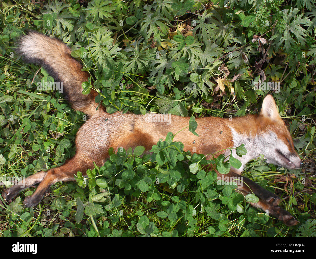 Junger Fuchs mit dem Auto am Straßenrand kurz vor getötet ...