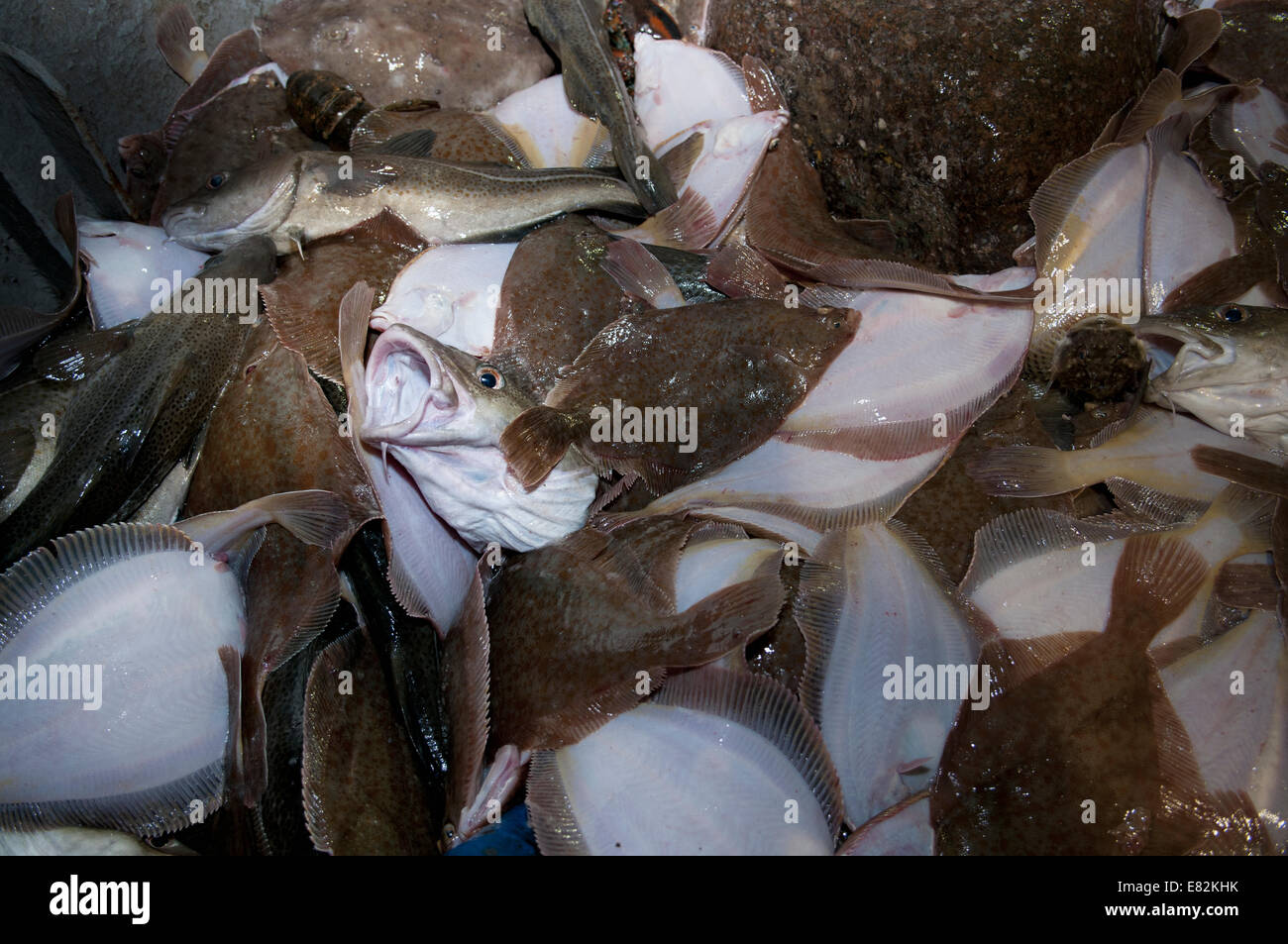 Fische sortieren -Fotos und -Bildmaterial in hoher Auflösung – Alamy