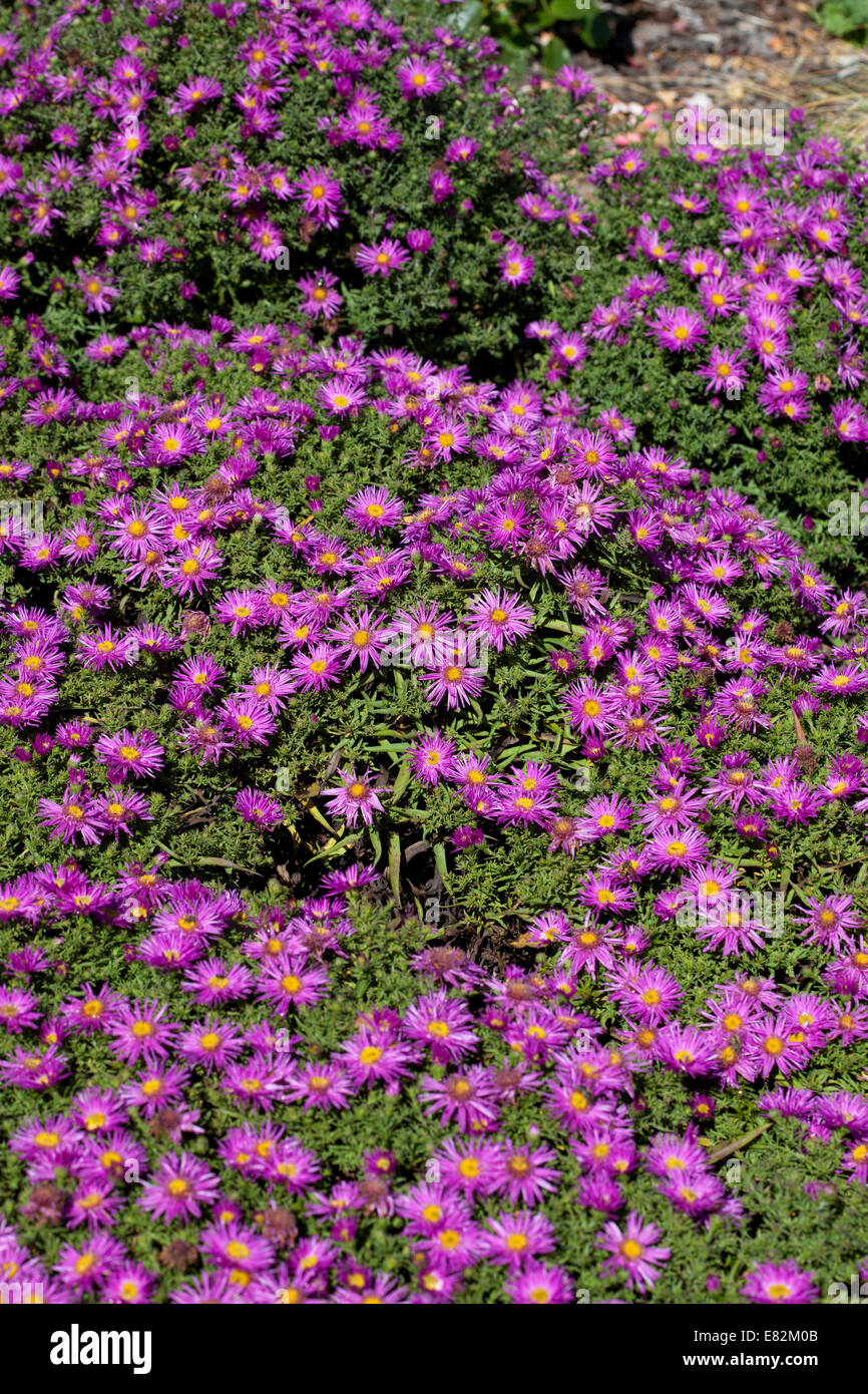 Aster novi belgii alice haslam -Fotos und -Bildmaterial in hoher ...