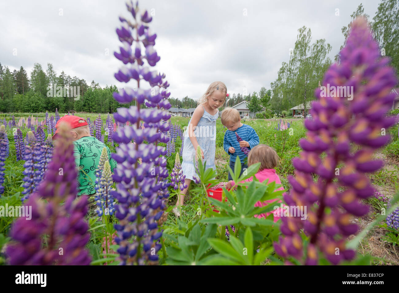 Kinder, die Blumen zu pflücken, Straßenrand (Lupinus Polyphyllus ...