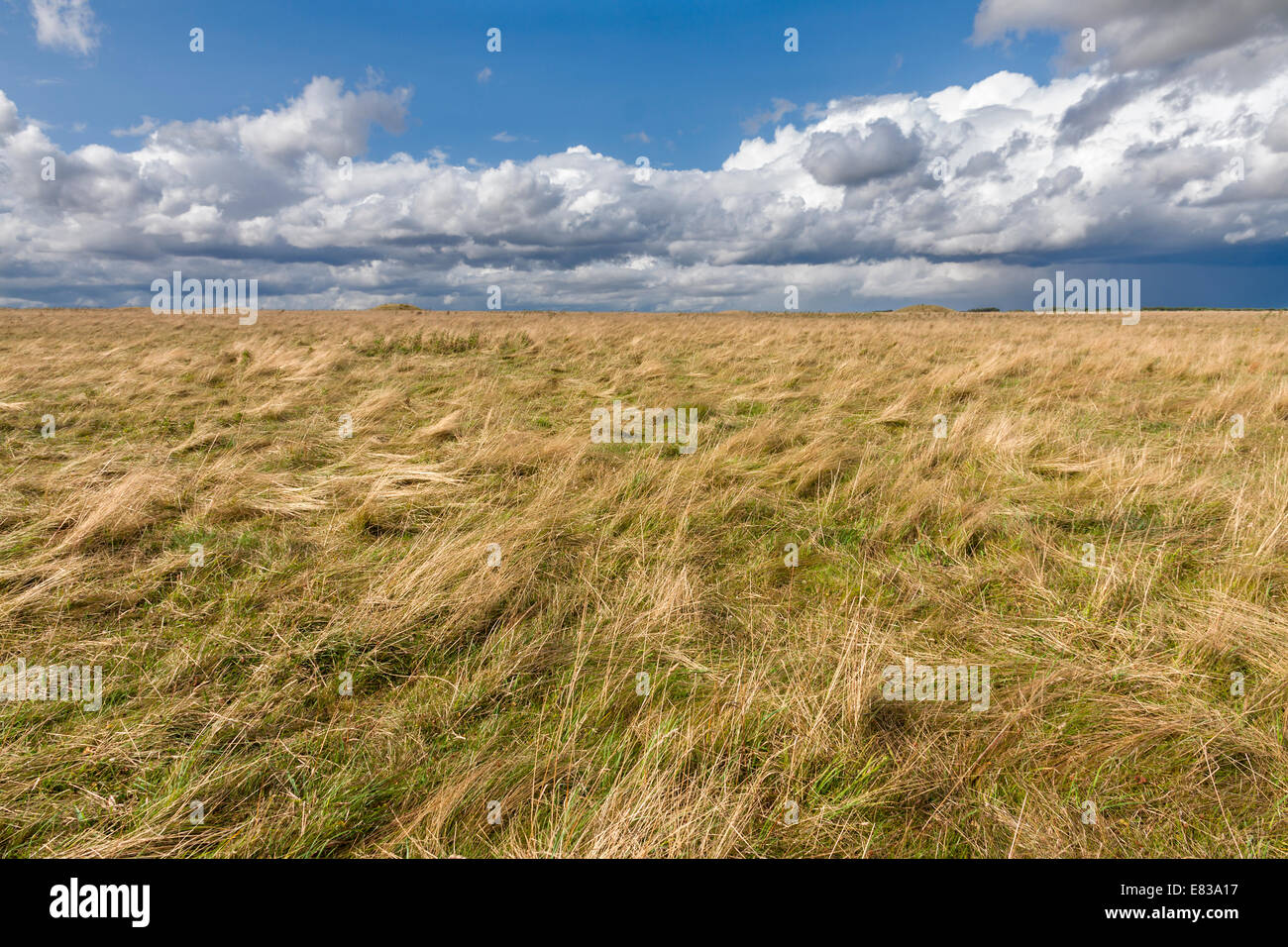 Die wiesen -Fotos und -Bildmaterial in hoher Auflösung – Alamy