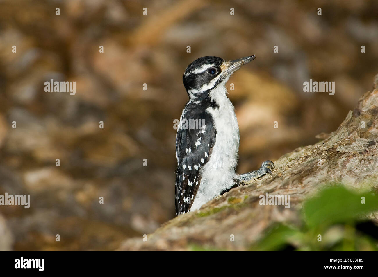 Specht seitenansicht -Fotos und -Bildmaterial in hoher Auflösung – Alamy
