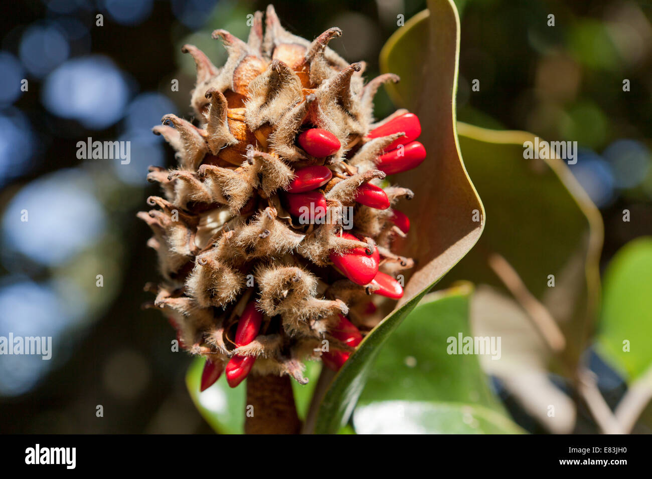Reife Magnolie Frucht und Samen (Magnolia Grandiflora) - Virginia USA ...