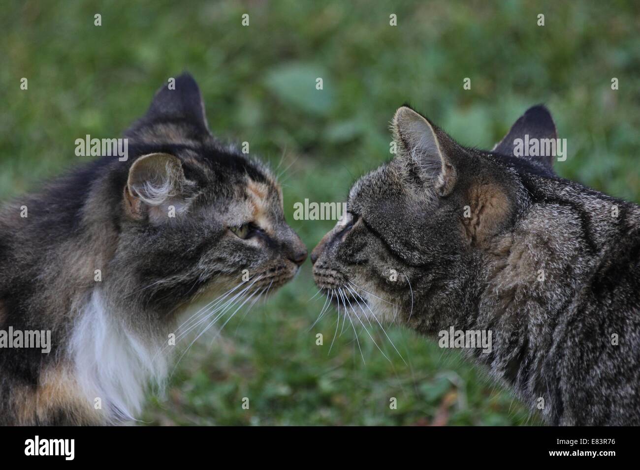 Zwei Katzen Stockfotos und -bilder Kaufen - Alamy