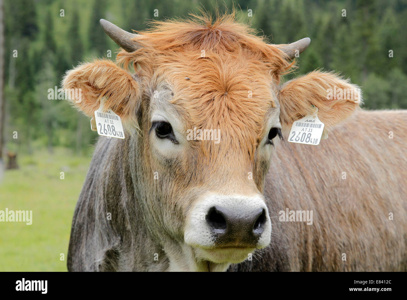 Allgau cow -Fotos und -Bildmaterial in hoher Auflösung – Alamy