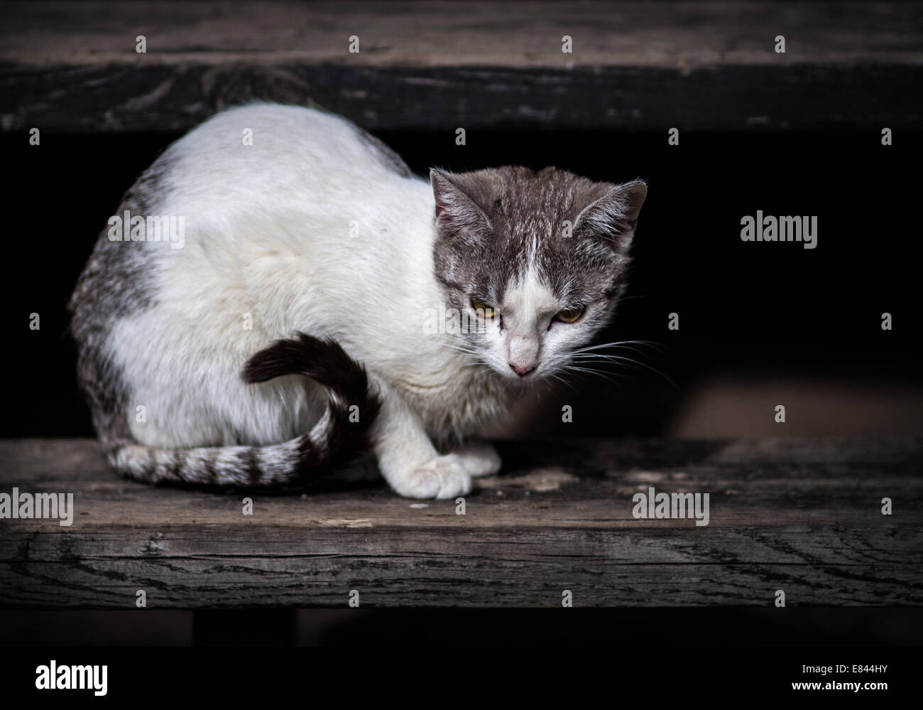 Katze sitzt auf der Treppe an einem bewölkten Tag Stockfotografie - Alamy