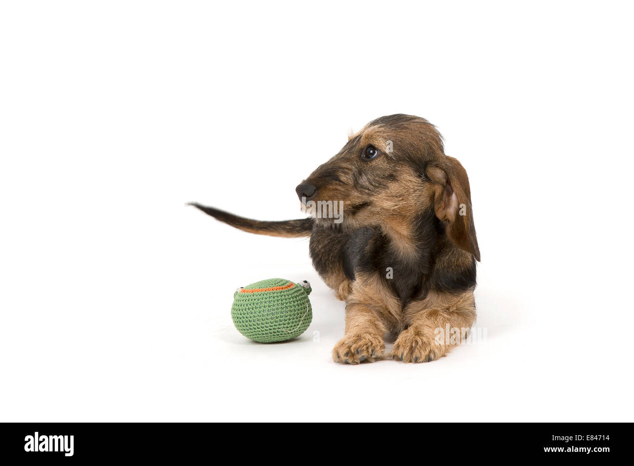 Teckel puppy -Fotos und -Bildmaterial in hoher Auflösung – Alamy