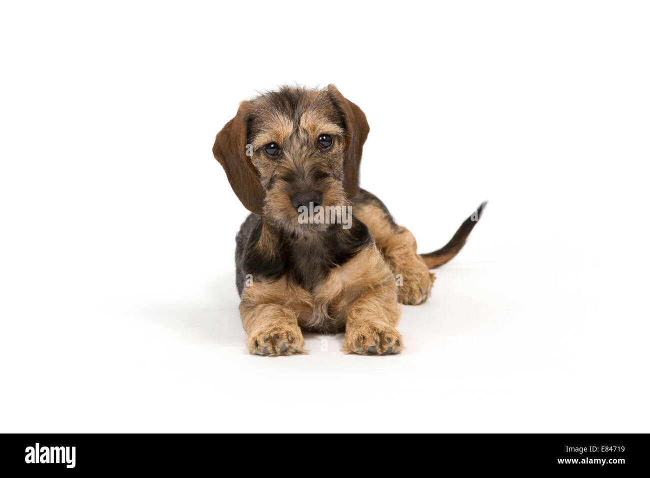 Teckel Puppy Stockfotos und -bilder Kaufen - Alamy