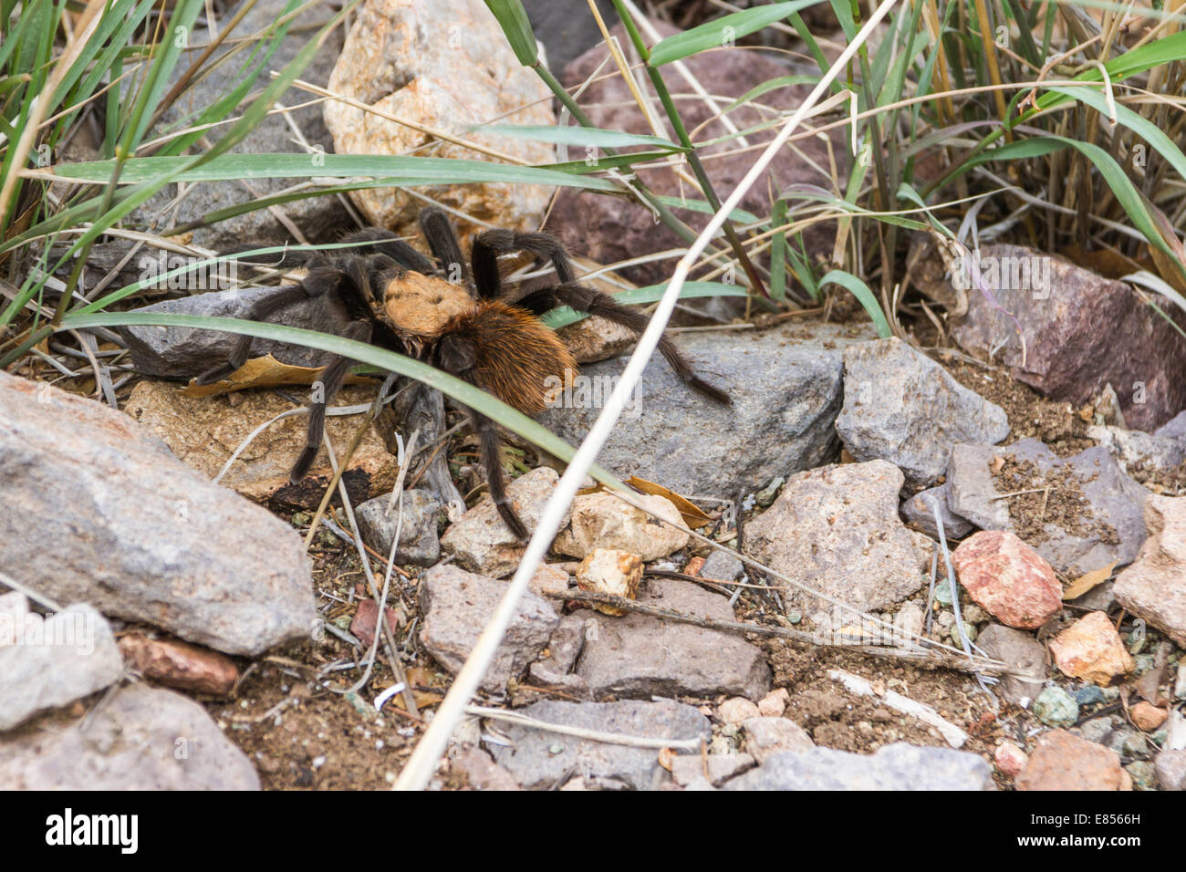 Texas brown tarantula -Fotos und -Bildmaterial in hoher Auflösung – Alamy