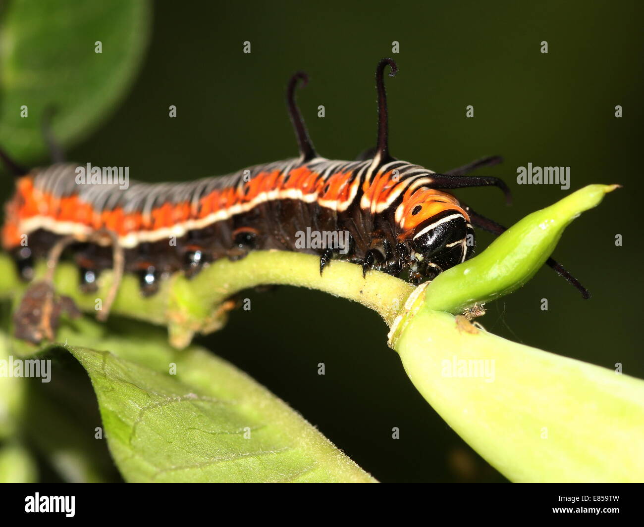 Exotisch aussehende Raupe des gemeinsamen Krähe Schmetterling a.k.a ...