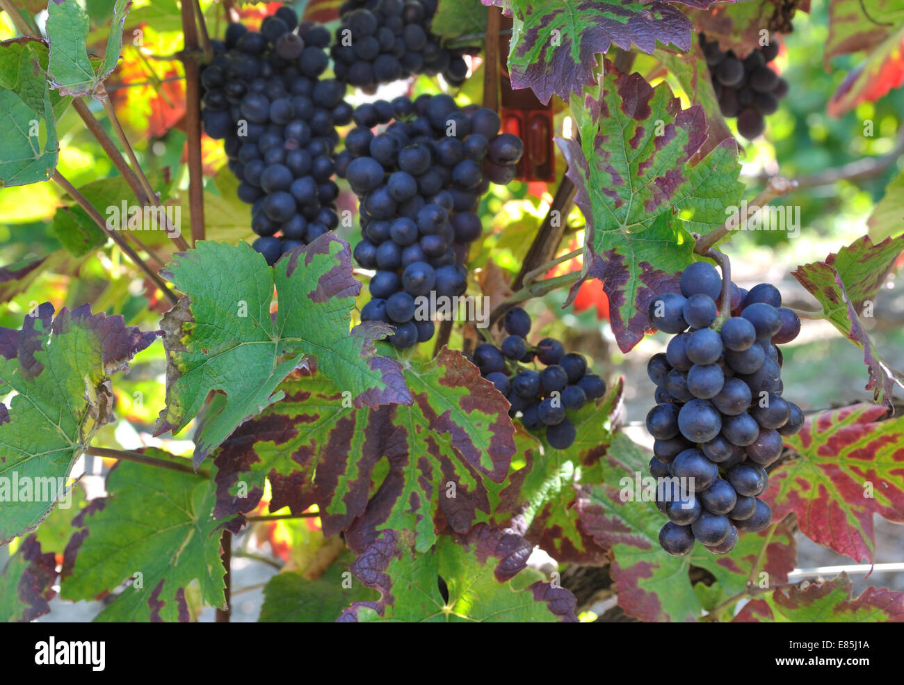 Schwarze reben -Fotos und -Bildmaterial in hoher Auflösung – Alamy