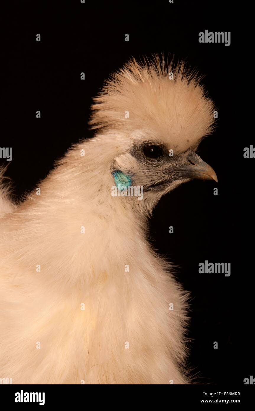 Ein portrait show huhn -Fotos und -Bildmaterial in hoher Auflösung – Alamy