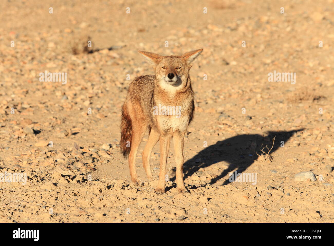 Death valley national park animal -Fotos und -Bildmaterial in hoher ...