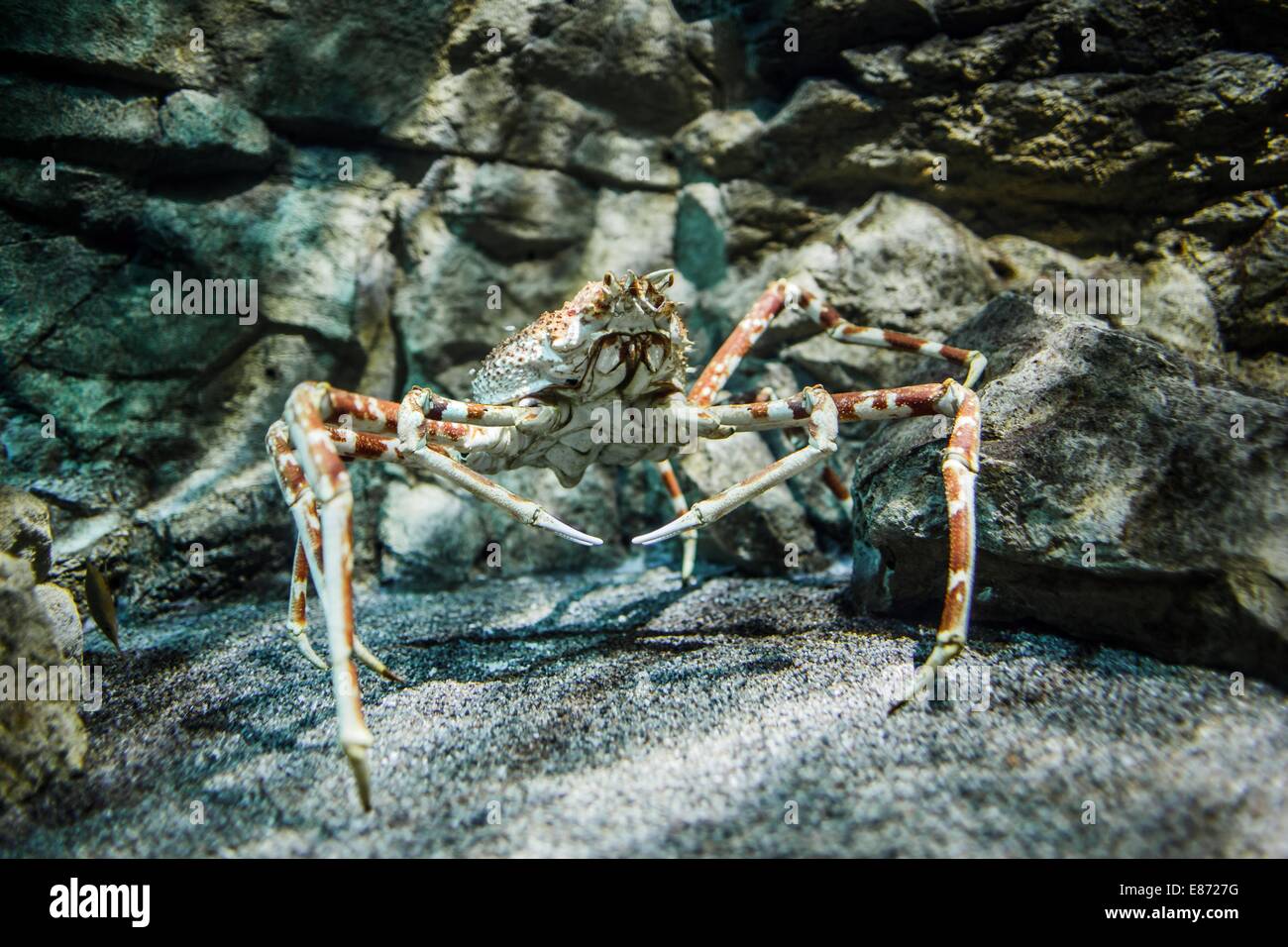 Japanese spider crab or giant spider crab macrocheira kaempferi -Fotos ...