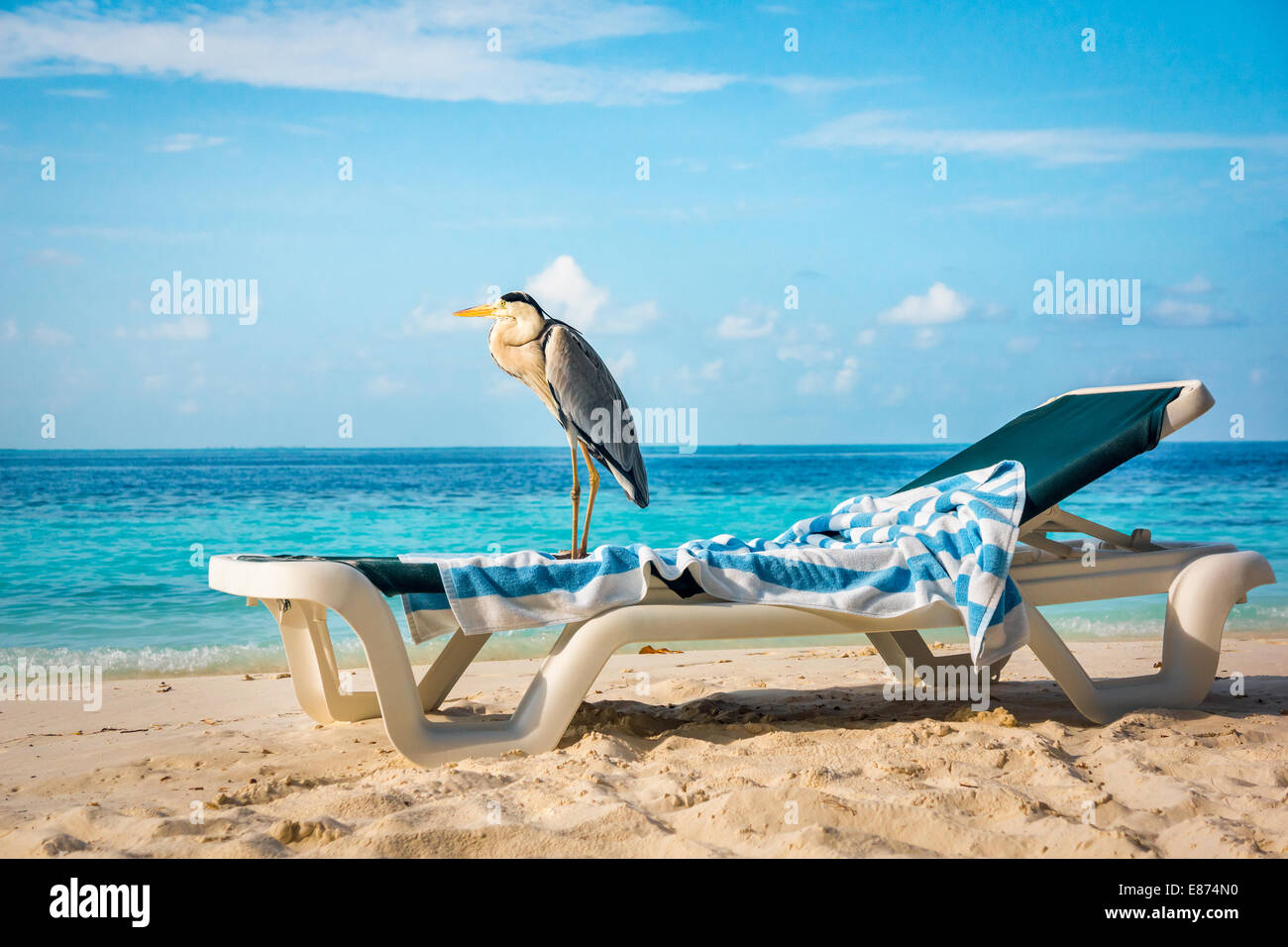 Grau-Chiron auf einer Sonnenliege am Strand. Malediven Indischer Ozean ...