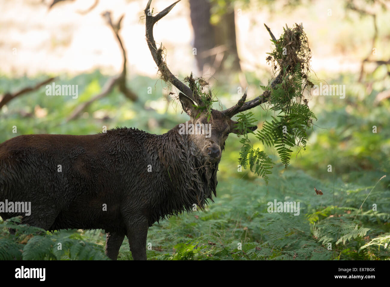 Hirsch veranstaltung -Fotos und -Bildmaterial in hoher Auflösung – Alamy