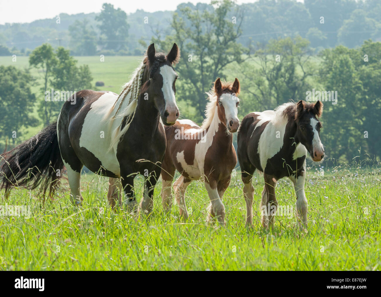 Schwere pferdefohlen -Fotos und -Bildmaterial in hoher Auflösung – Alamy