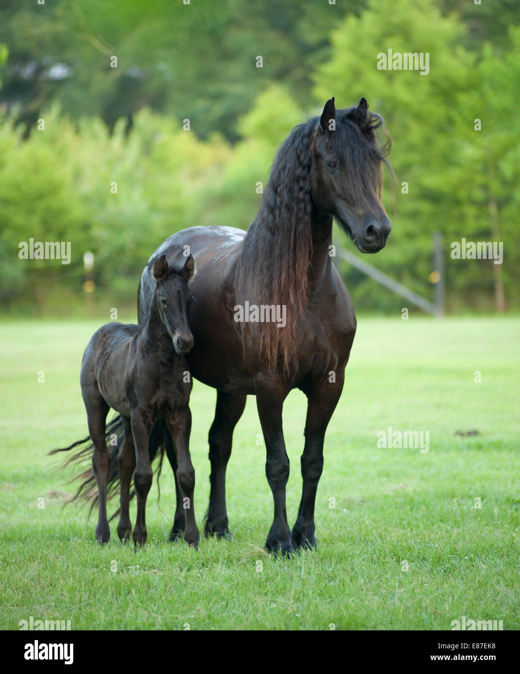 Friesen Stute und Fohlen Stockfotografie - Alamy