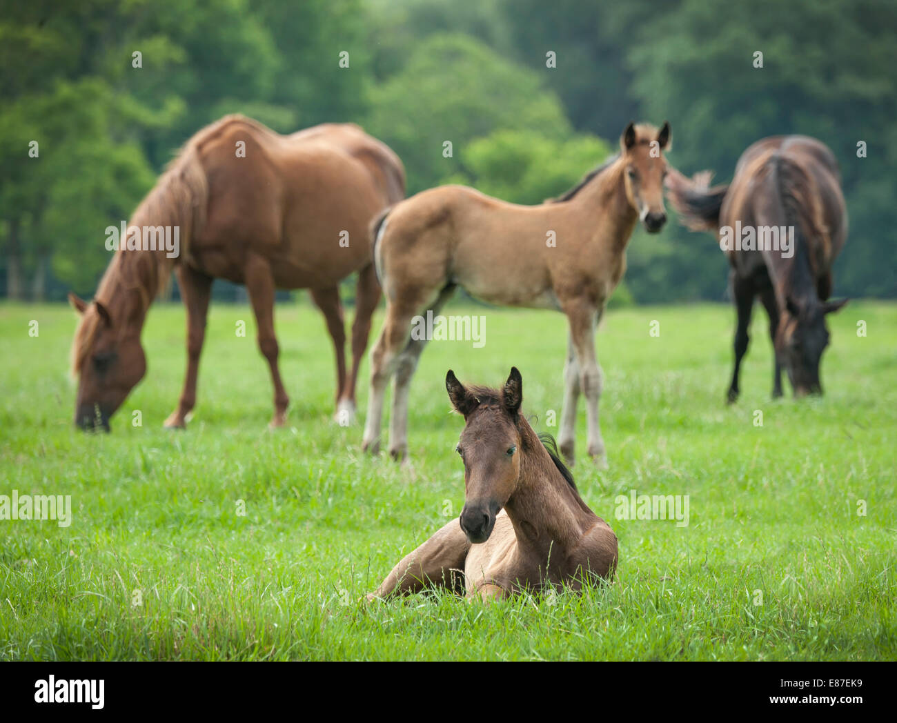 Pferde fohlen -Fotos und -Bildmaterial in hoher Auflösung – Alamy
