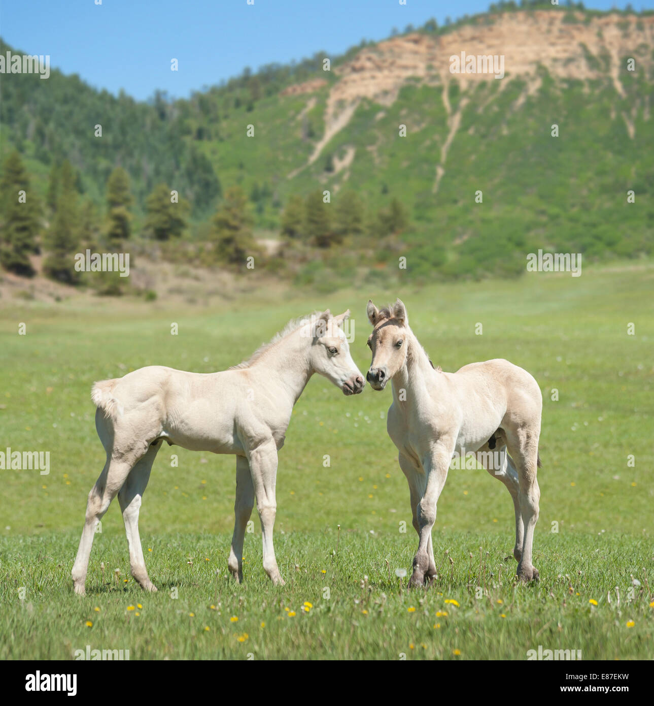 Fohlen kommen Stockfotos und -bilder Kaufen - Alamy