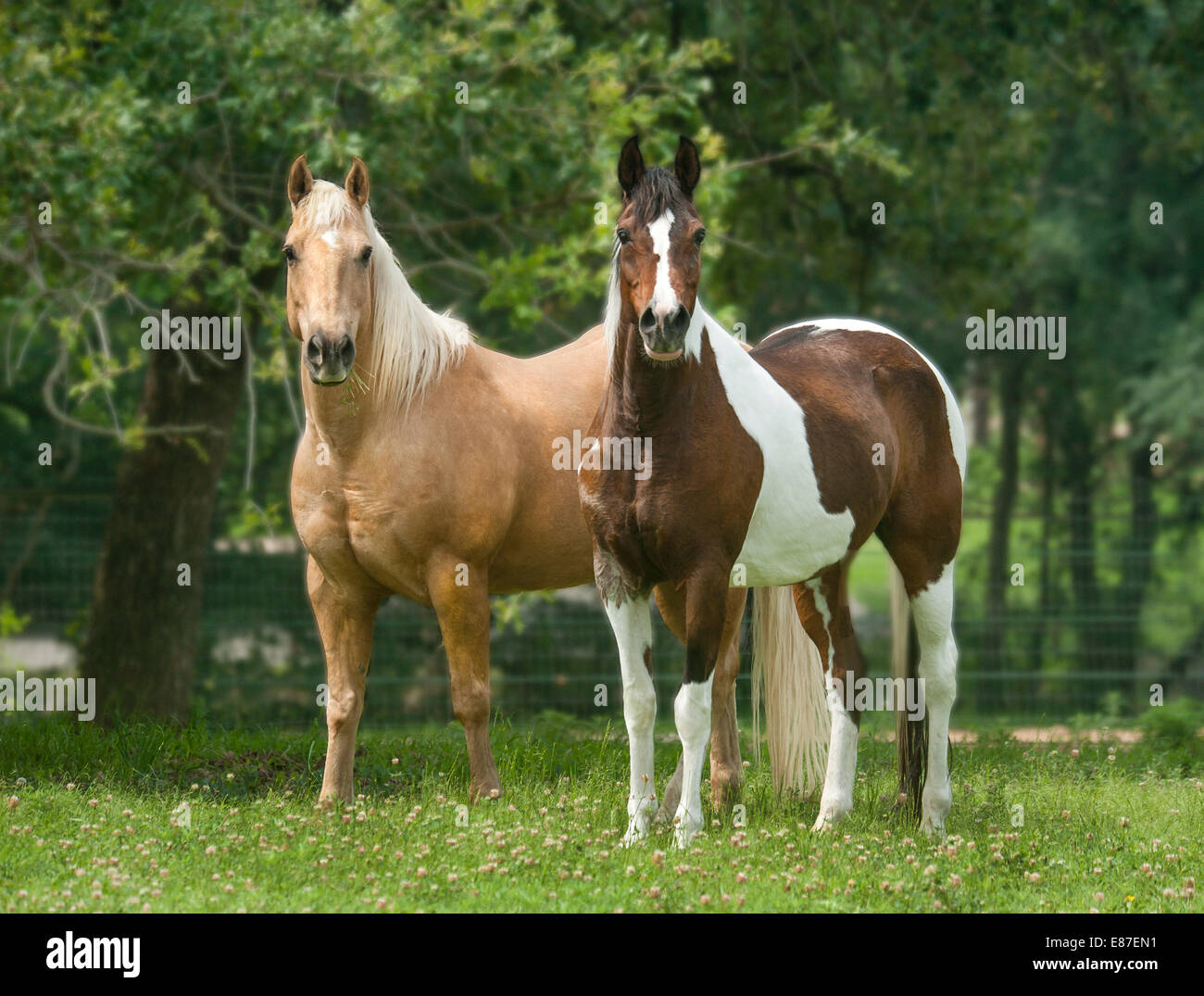 Pinto horse Stockfotos und -bilder Kaufen - Alamy
