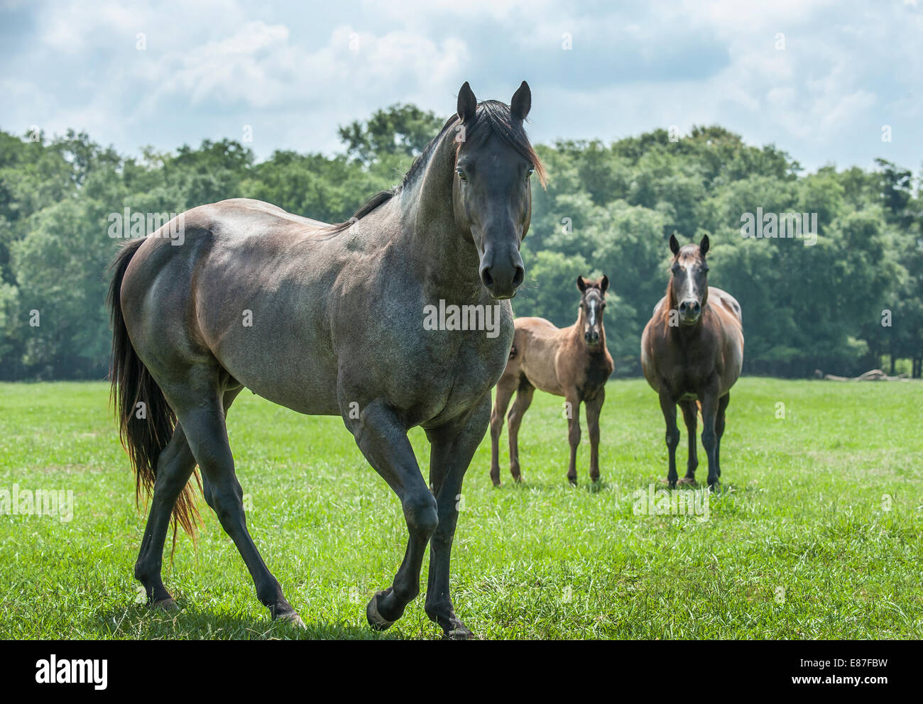 Hengst und stute -Fotos und -Bildmaterial in hoher Auflösung – Alamy