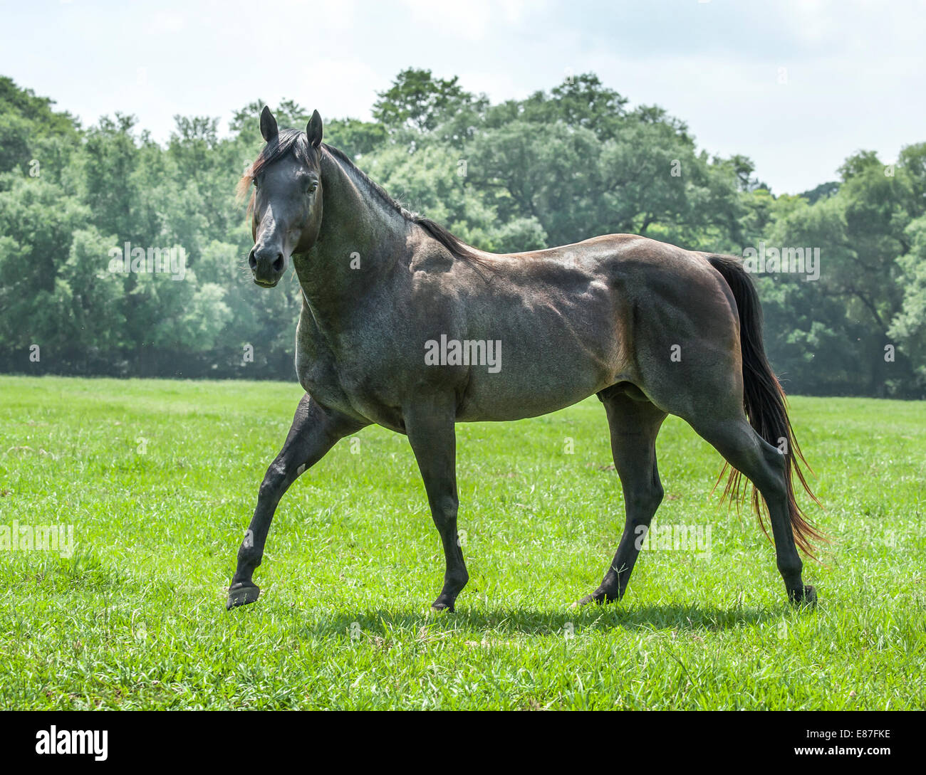 Roan pferd farbe -Fotos und -Bildmaterial in hoher Auflösung – Alamy