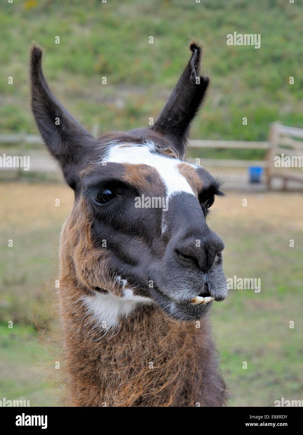Lama teeth -Fotos und -Bildmaterial in hoher Auflösung – Alamy