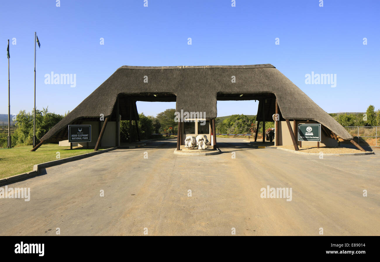 Addo Elephant National Park: A Sanctuary for Wildlife and Conservation