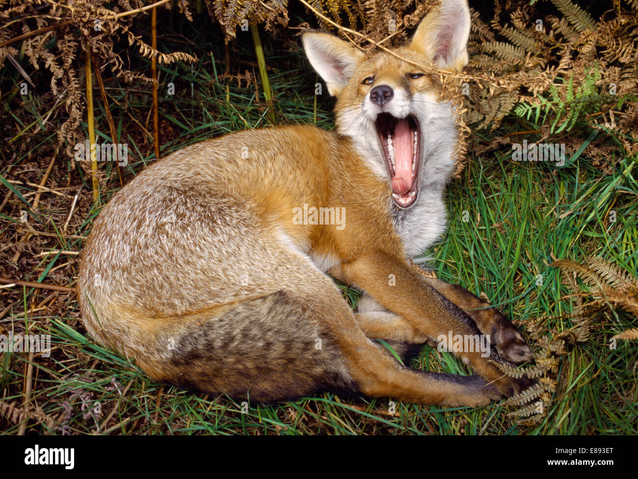 Fuchs Schlafender Schlafender Fuchs Stockfotos und -bilder Kaufen - Alamy