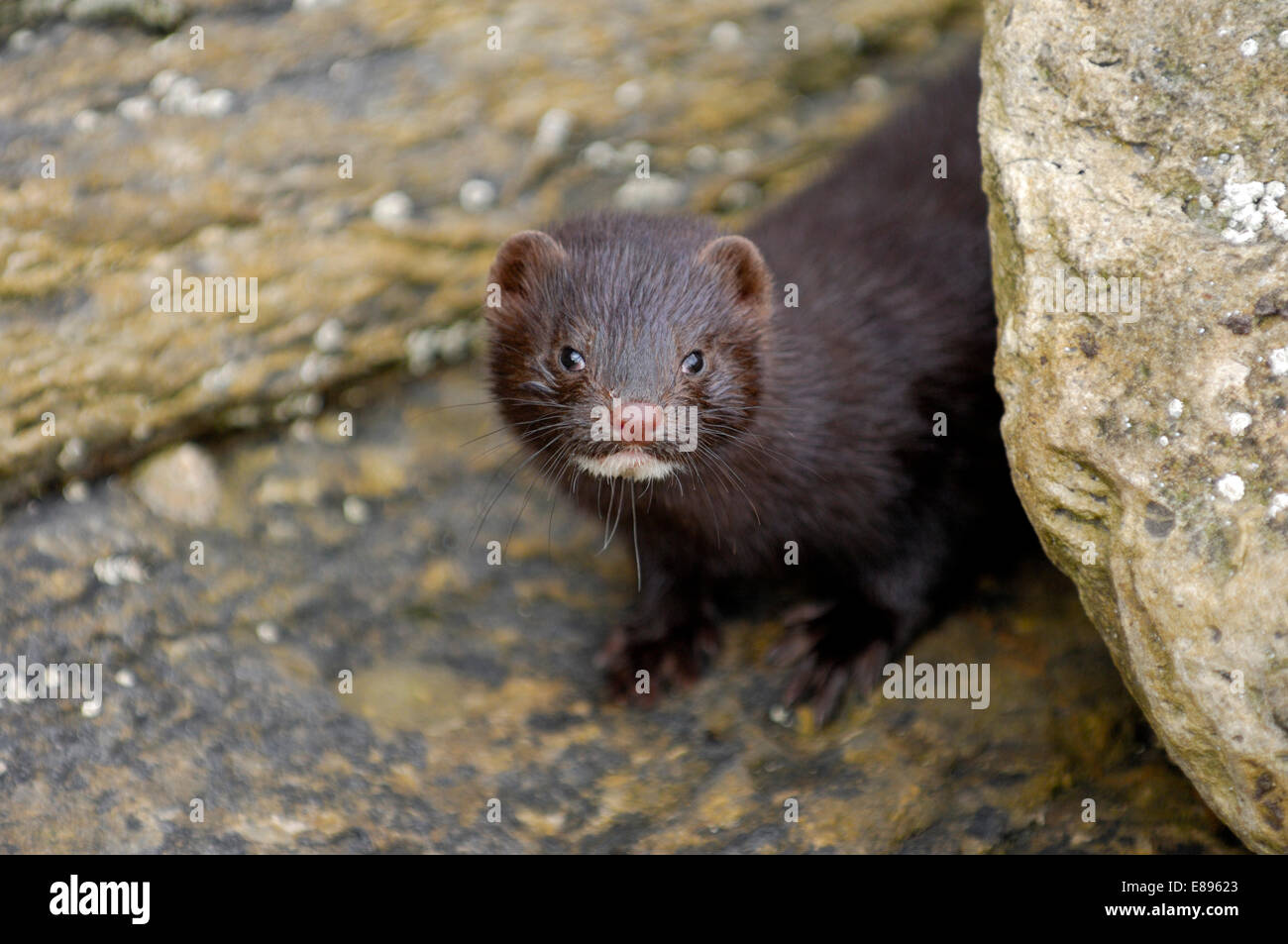 Der nerz -Fotos und -Bildmaterial in hoher Auflösung – Alamy