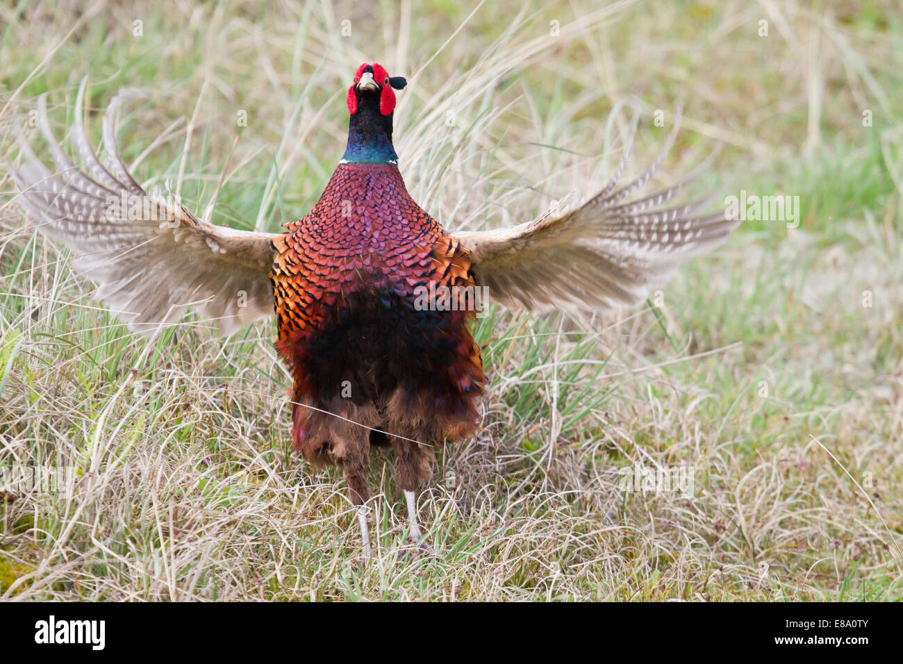 Huhn flattern -Fotos und -Bildmaterial in hoher Auflösung – Alamy