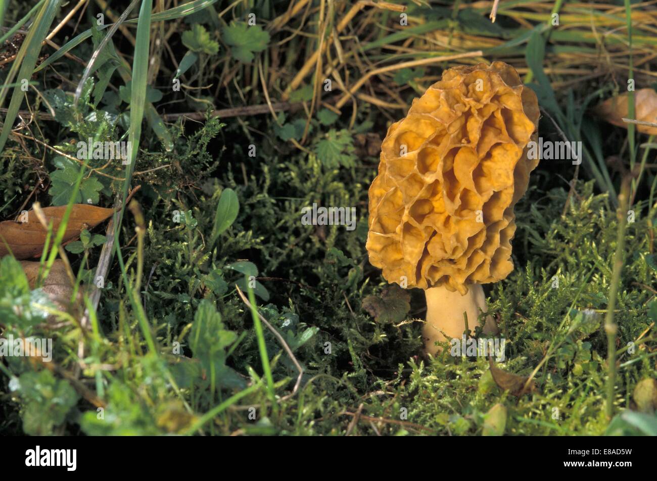 Gemeinsamen Morel - gelbe Morchel (Morchella Esculenta - Morchella ...