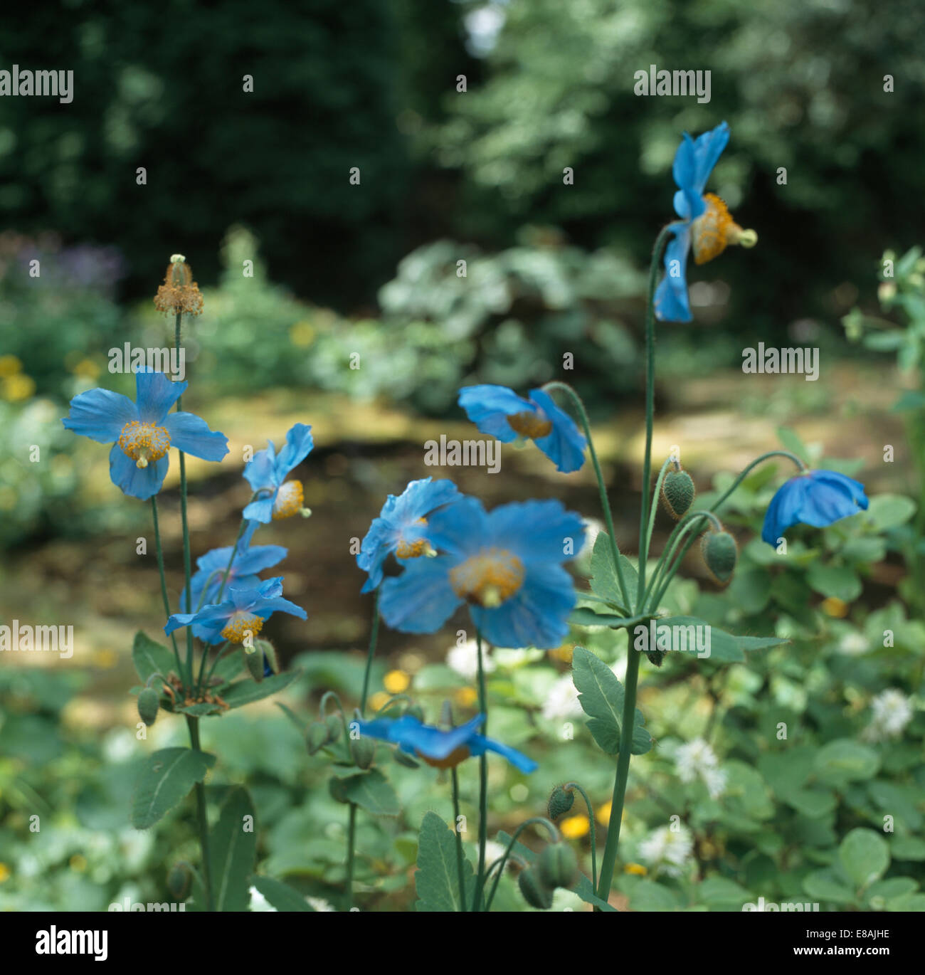 Himalaja blaue mohnblumennahaufnahme -Fotos und -Bildmaterial in hoher ...