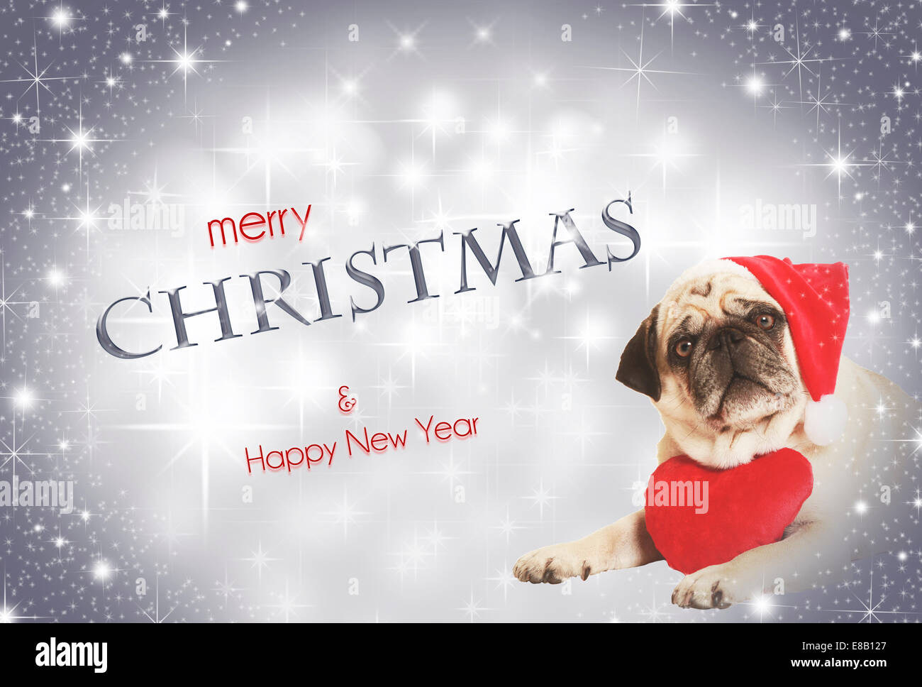 Mops, der herein zur kamera schaut -Fotos und -Bildmaterial in hoher ...