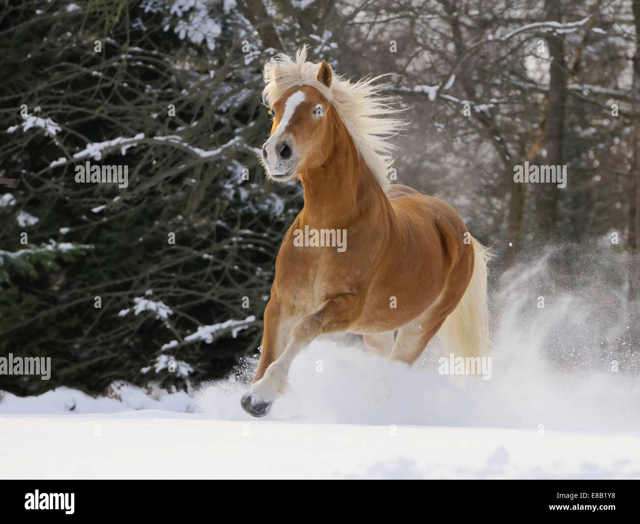 Tier galopp galopp feld haflinger pferd -Fotos und -Bildmaterial in hoher Auflösung – Alamy