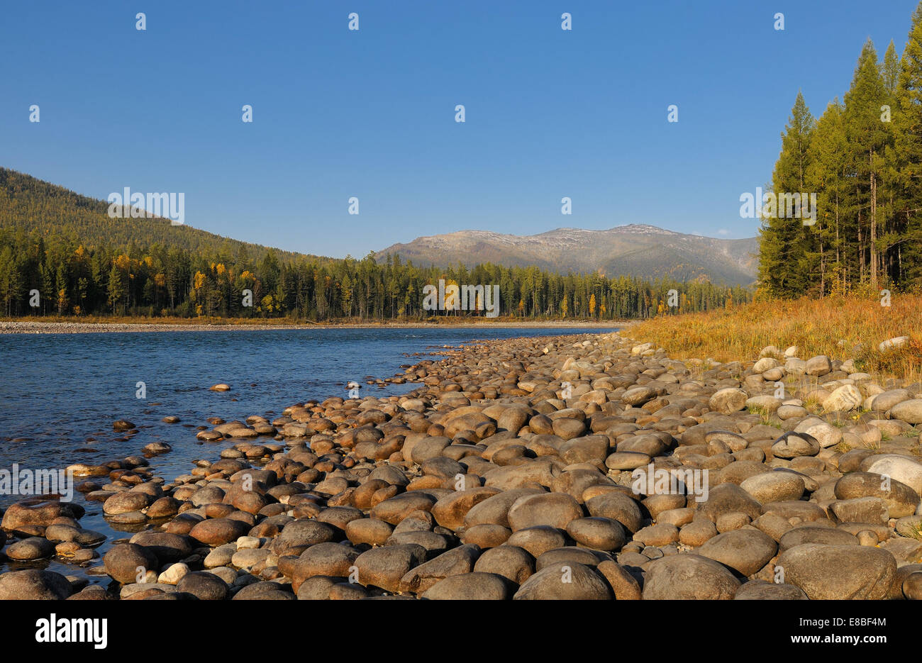 Taiga autumn -Fotos und -Bildmaterial in hoher Auflösung – Alamy