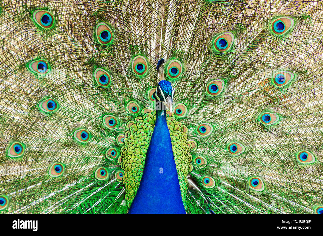 Großer pfau -Fotos und -Bildmaterial in hoher Auflösung - Seite 2 - Alamy