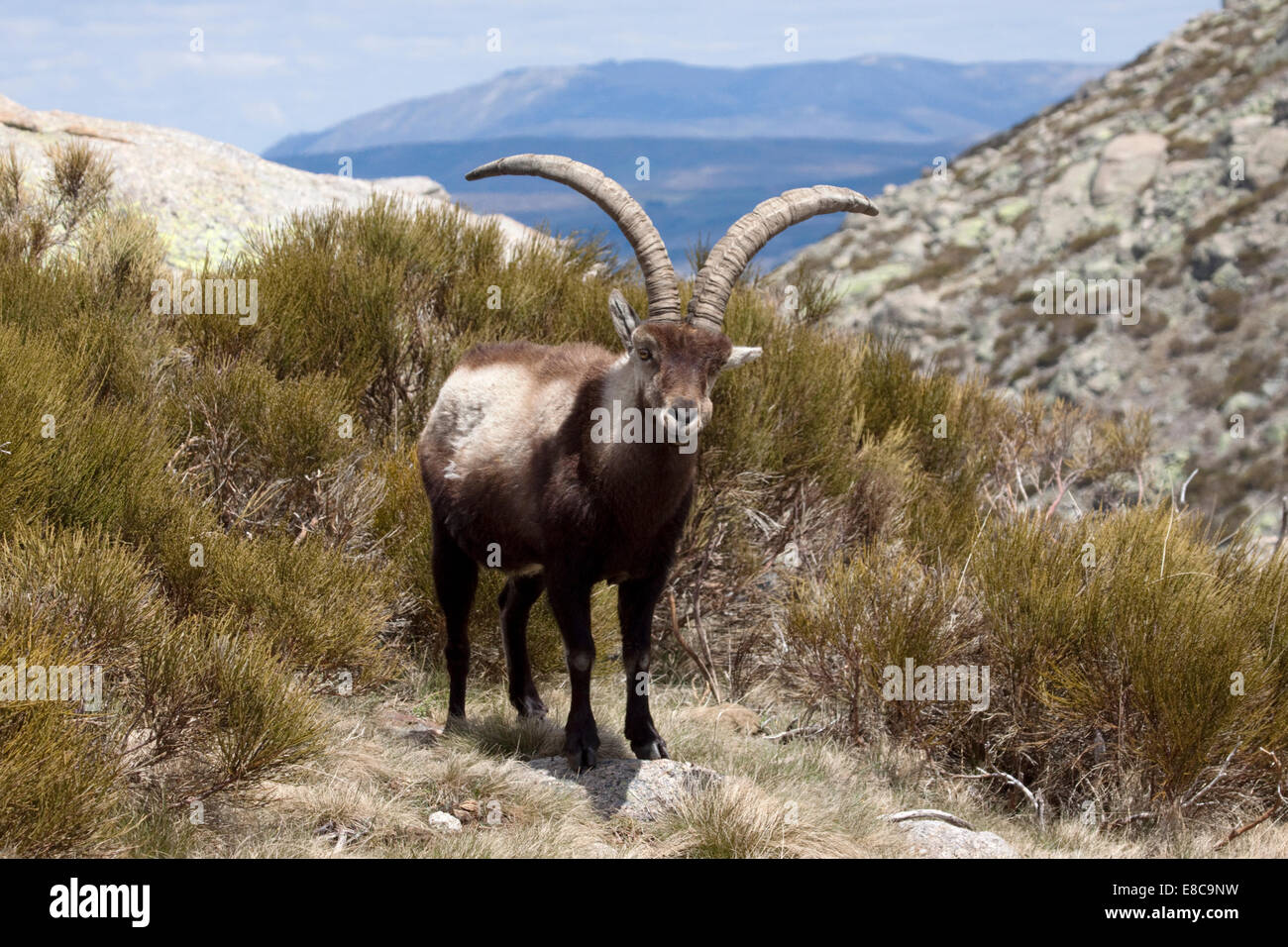 Spanischer Steinbock - Capra pyrenaica Stockfotografie - Alamy