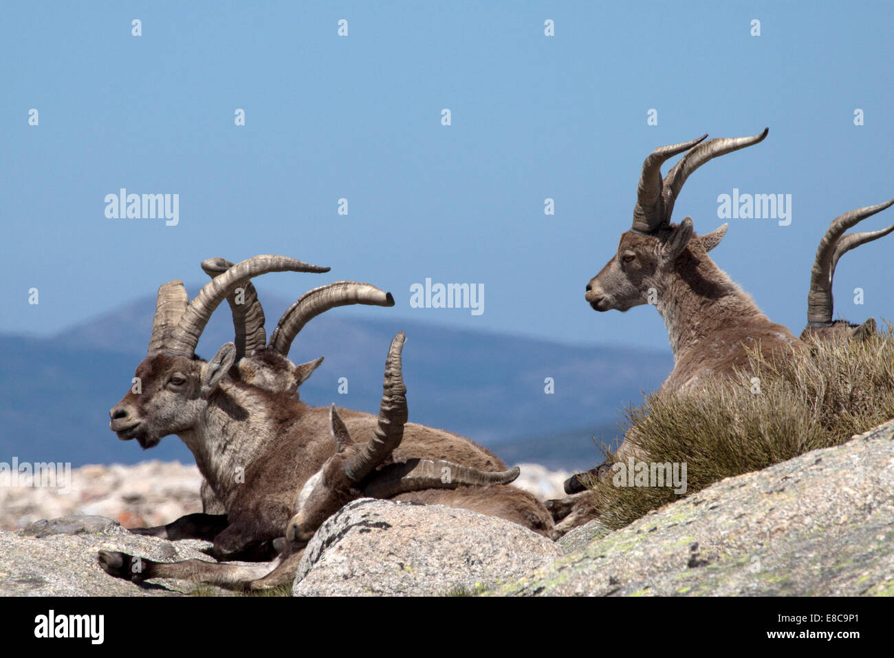 Spanischer steinbock -Fotos und -Bildmaterial in hoher Auflösung – Alamy