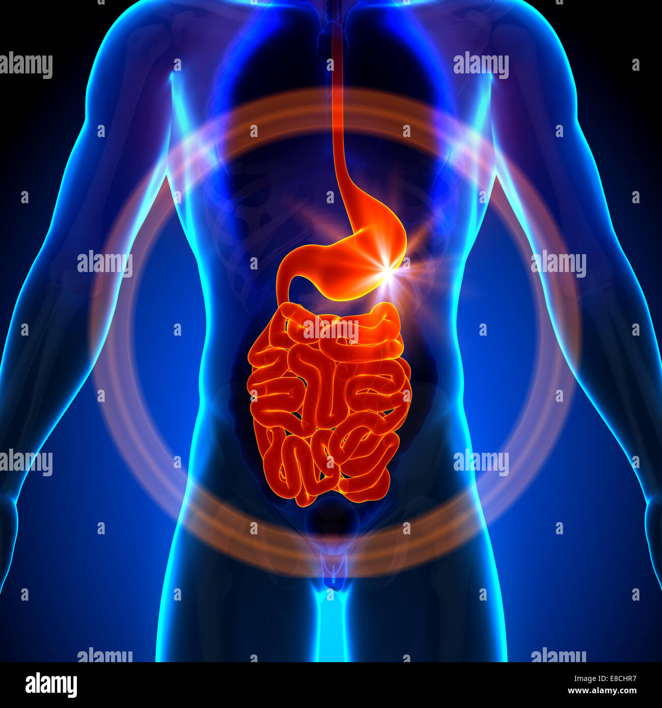 Magen / Mut / Dünndarm - männliche Anatomie menschlicher Organe - x-ray ...