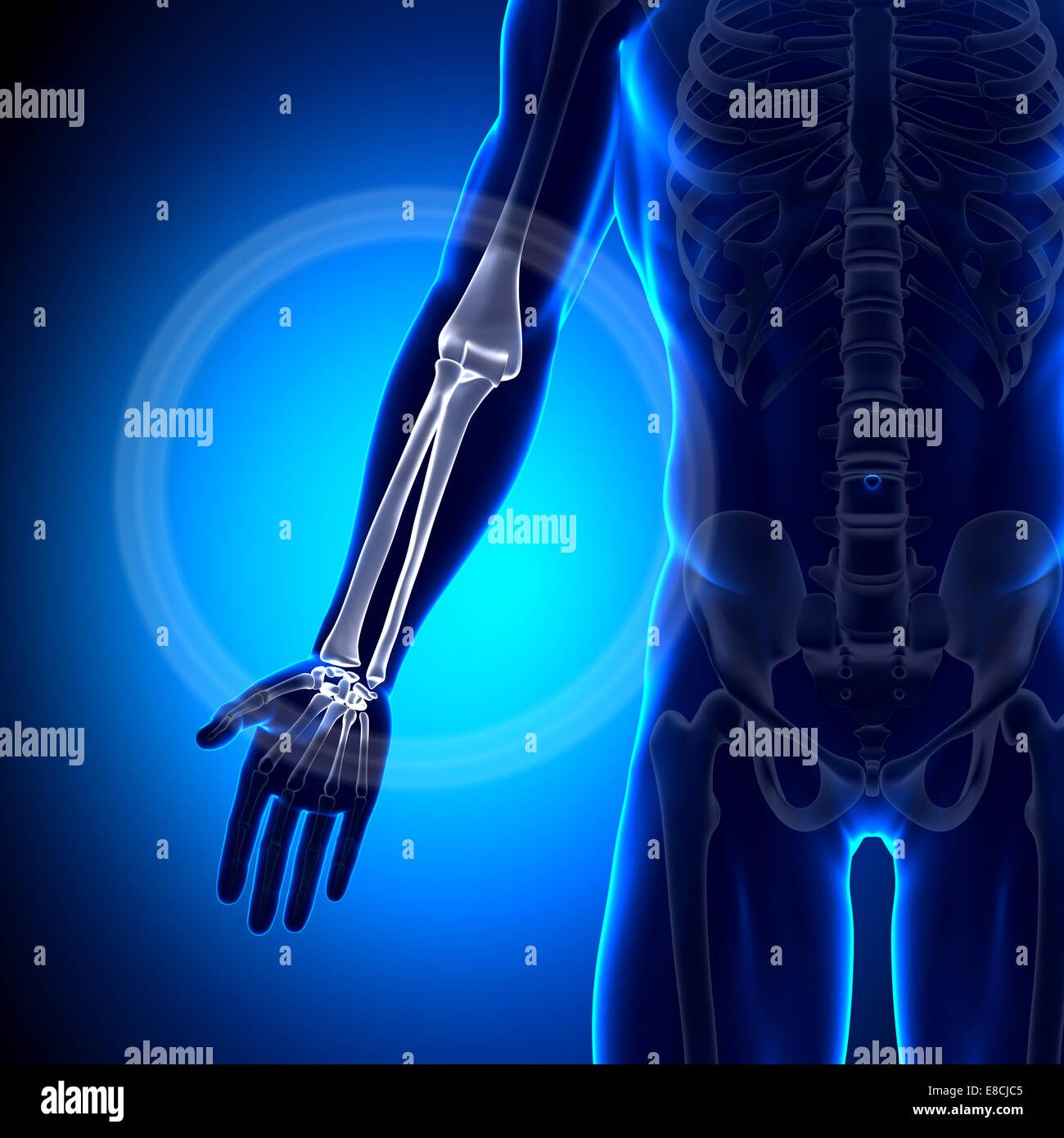 Anatomy female pelvis -Fotos und -Bildmaterial in hoher Auflösung – Alamy