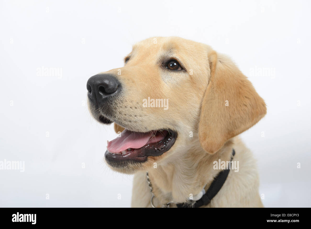 Kopf des goldenen labrador hundes -Fotos und -Bildmaterial in hoher ...