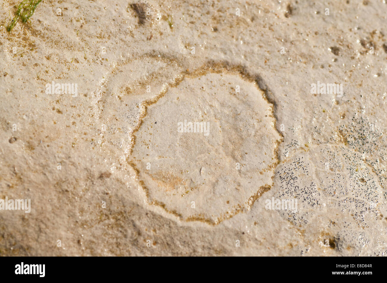 Narbige narbe -Fotos und -Bildmaterial in hoher Auflösung – Alamy