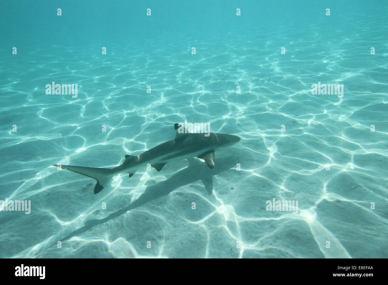 Taucher und schwarzspitzen riffhai -Fotos und -Bildmaterial in hoher ...