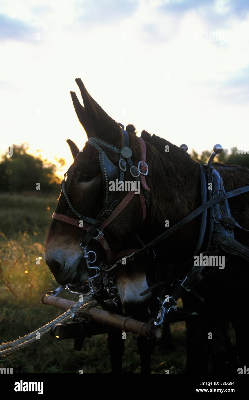 Maultiere ziehen einen Wagen Stockfotografie - Alamy