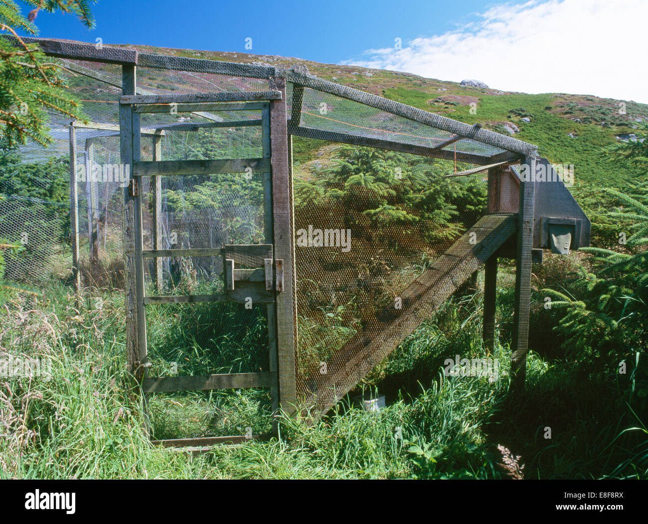 Bardsey Island: Helgoland Falle befindet sich im Nant Plantage, NW-Hang ...